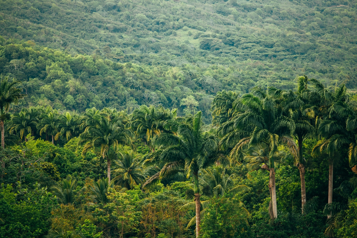 Home - GREEN FOREST ORGANISATION